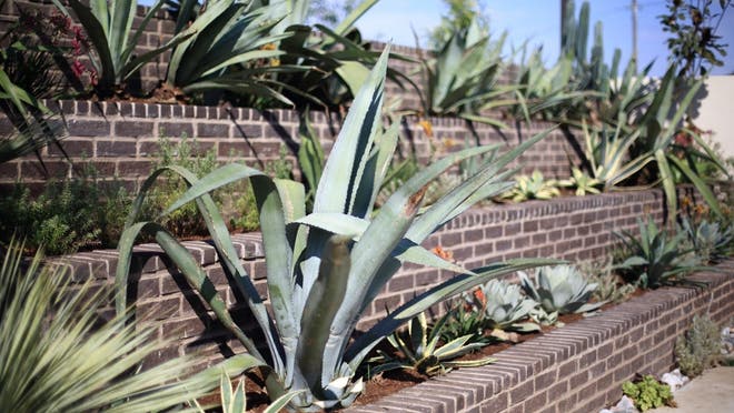 所沢 撮影やBBQやパーティーを希少植物に囲まれた異空間で!100人収容可能です!の写真1