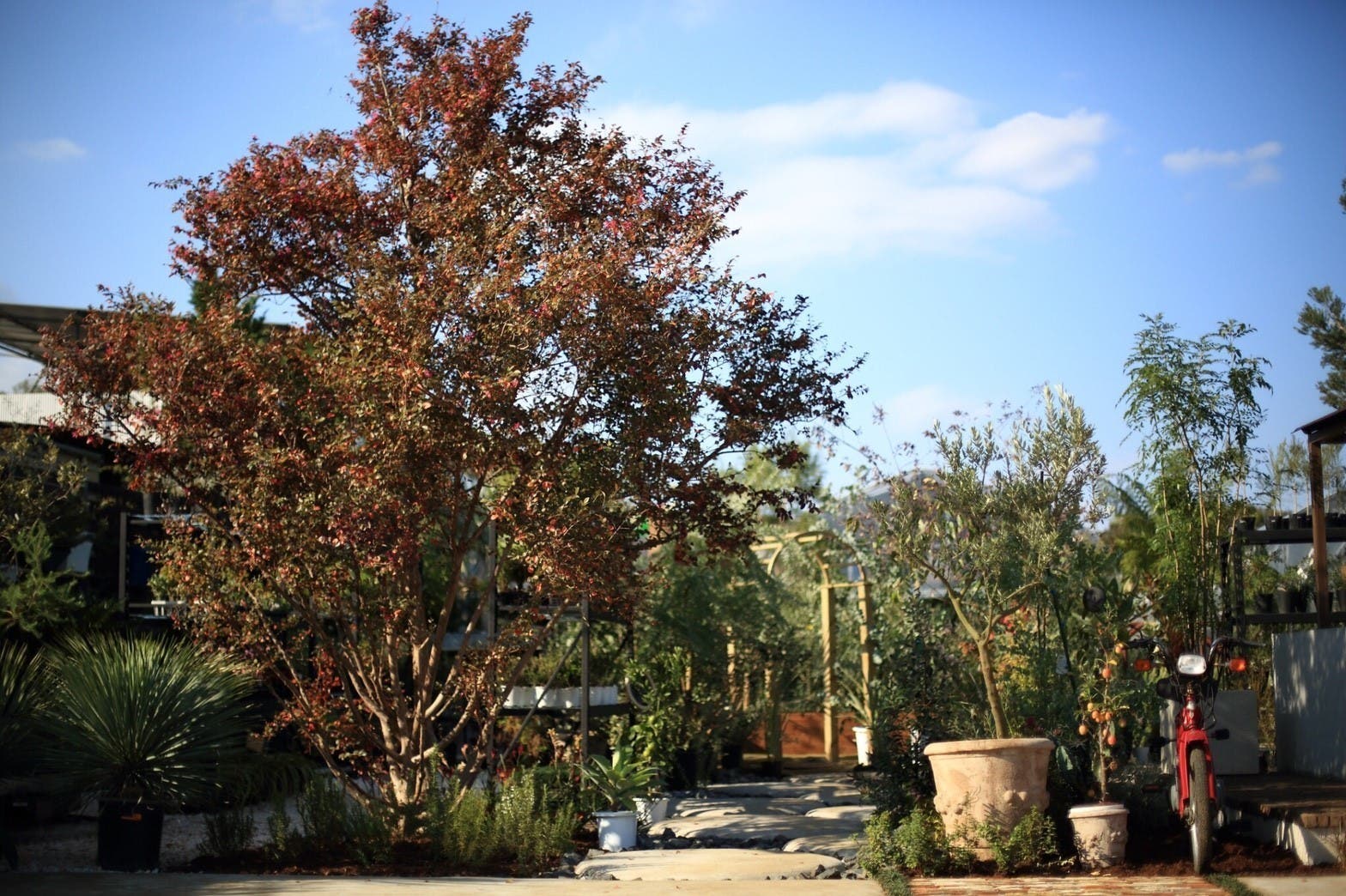 所沢　撮影やＢＢＱやパーティーを希少植物に囲まれた異空間で！１００人収容可能です！の写真15