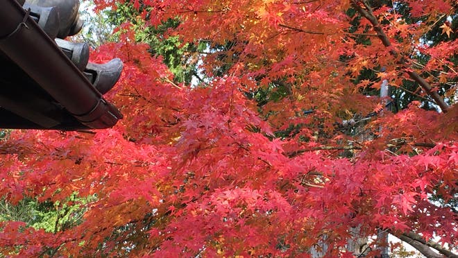 通尾天神山 松風庵 のど黒飴CM舞台ですの写真19