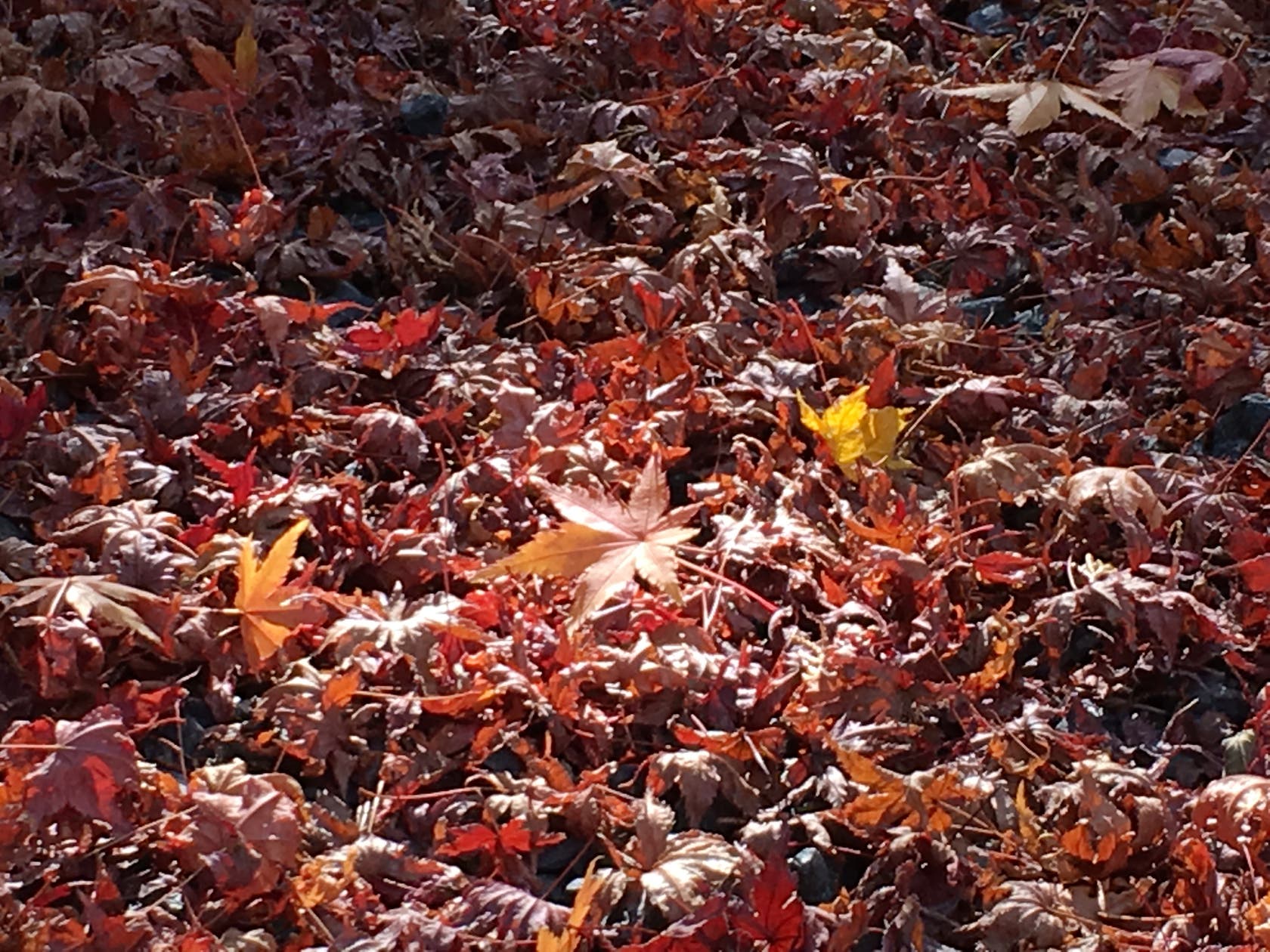 通尾天神山 松風庵　　　のど黒飴CM舞台ですの写真23