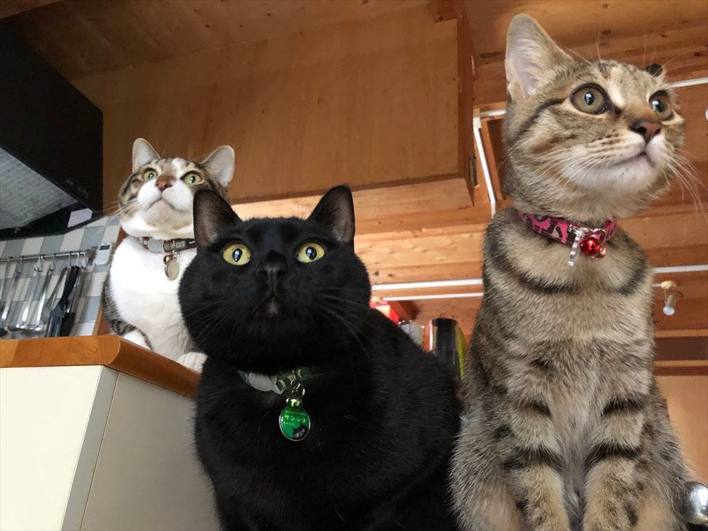 木のぬくもりを感じる個室スペース。様々な目的利用に！猫もいるニャ🐱の写真24