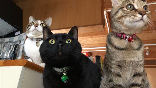 木のぬくもりを感じる個室スペース。様々な目的利用に!猫もいるニャ🐱の写真24