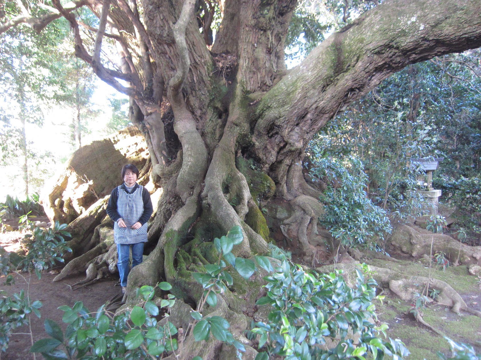 【ひらやま治兵衛】築135年古民家を貸切で動画／コスプレ撮影会などに‼ 打掛レンタル無料の写真24