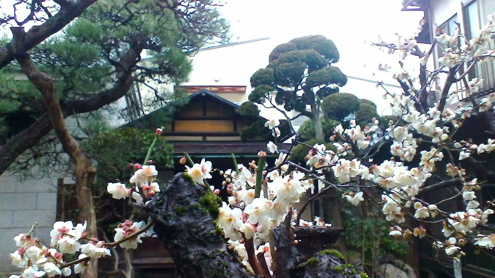 大正レトロの古民家　市川駅から徒歩５分。離れ座敷や苔の庭を含め１１０年経過しています。の写真19