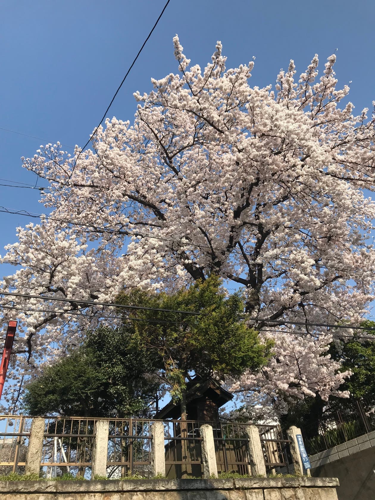 明治 大正 昭和の文豪が愛した馬込文士村、都会の避暑地の南向き高台❗️ 古民家風和室と素敵な和庭、写真撮影に最適❗️の写真14