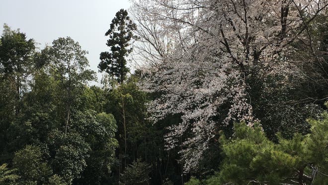 通尾天神山 松風庵 のど黒飴CM舞台ですの写真30