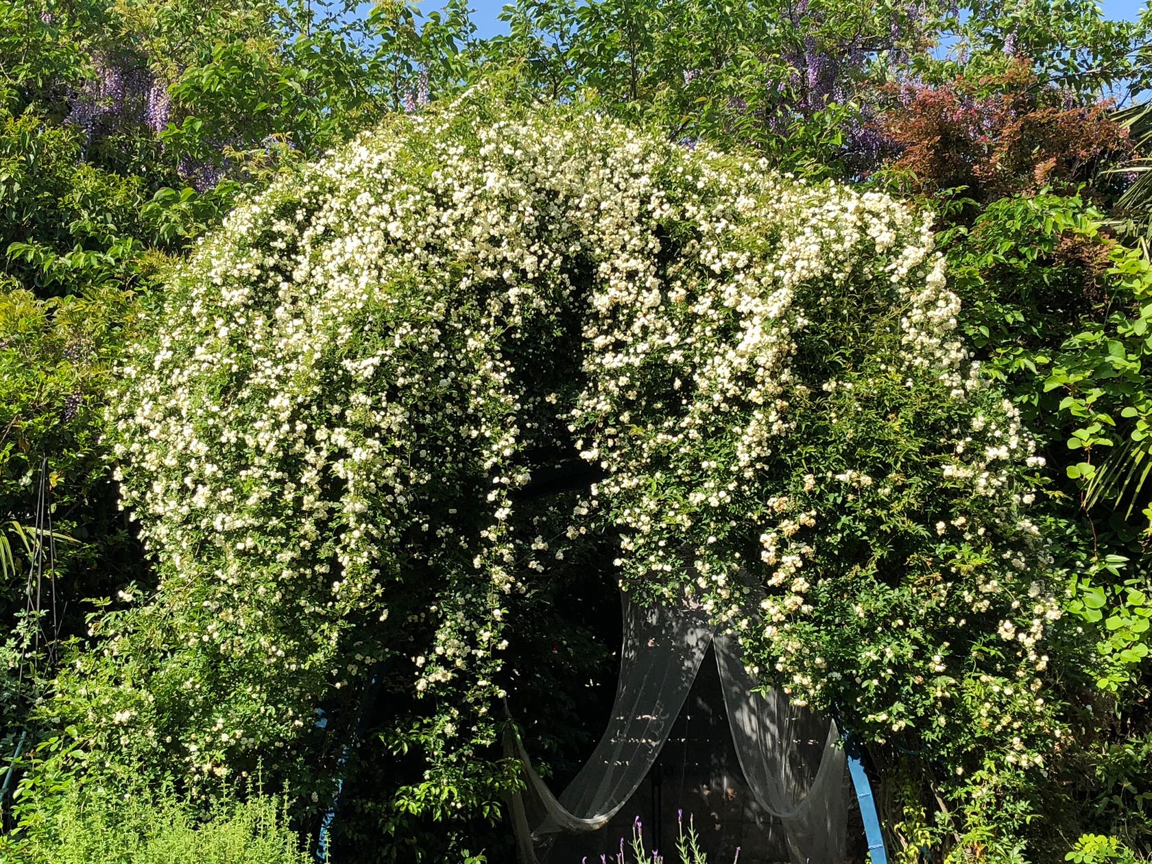 自然に囲まれたプライベートスペースです。優雅なひとときをお楽しみください。の写真11