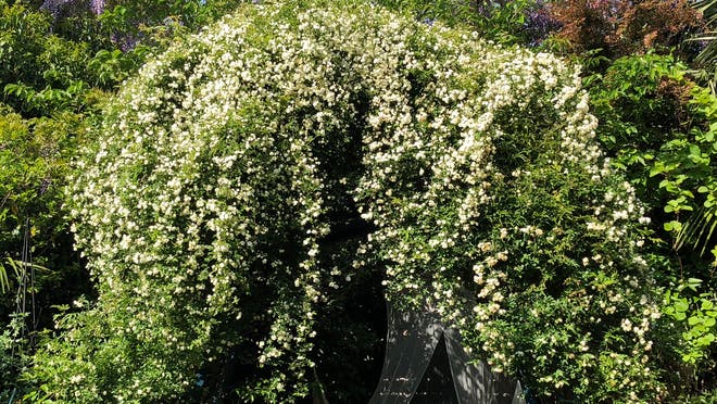 自然に囲まれたプライベートスペースです。優雅なひとときをお楽しみください。の写真11