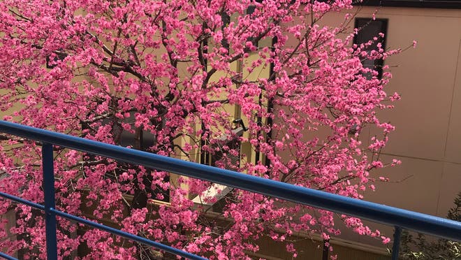 【豊島園・練馬春日町・平和台】インドア花見におすすめ!庭付きカフェスペース 女子会・ママ会・誕生日会・撮影(駐車場1台分あり!)の写真2