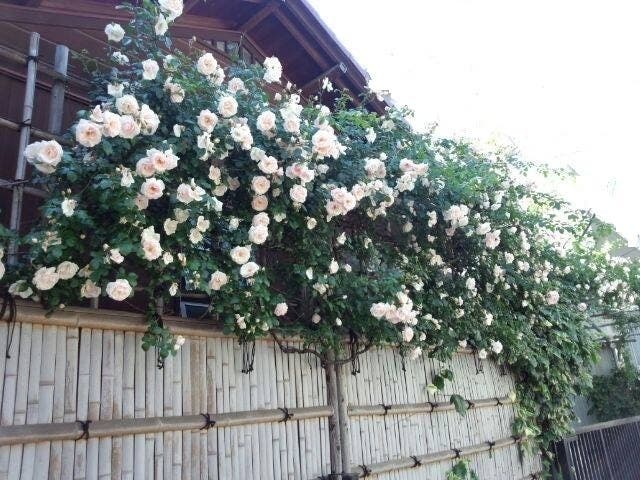 代官山駅徒歩１分　アパレル・ジュエリー等の展示会、庭の風情を生かしたロケ利用、コスプレなどにオススメの貸しスペースですの写真6