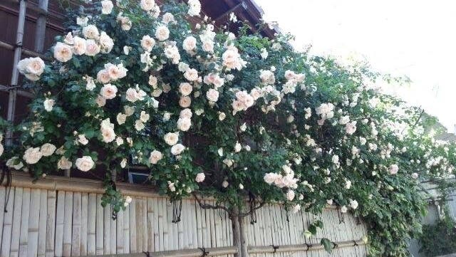 代官山駅徒歩1分 アパレル・ジュエリー等の展示会、庭の風情を生かしたロケ利用、コスプレなどにオススメの貸しスペースですの写真6