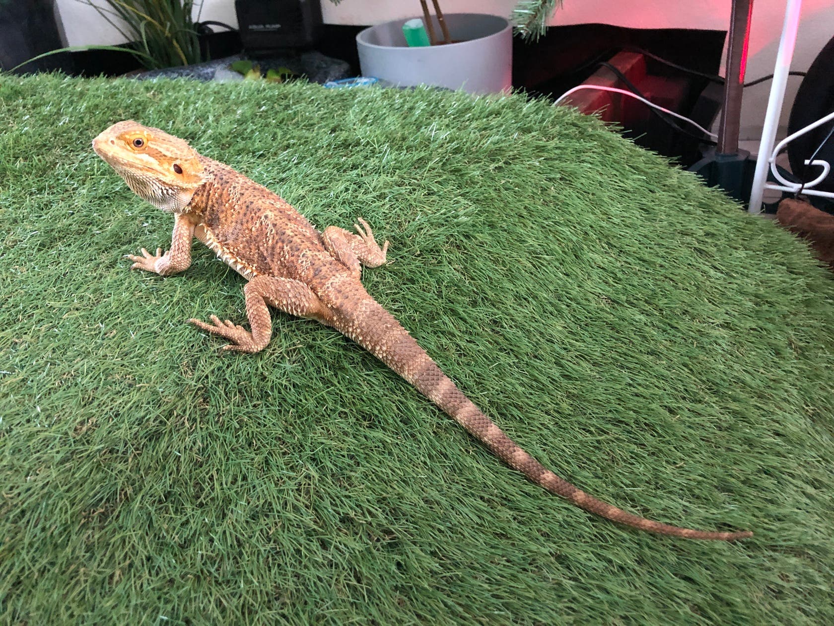 【ふれあい体験】フトアゴトカゲ ※要予約の画像1