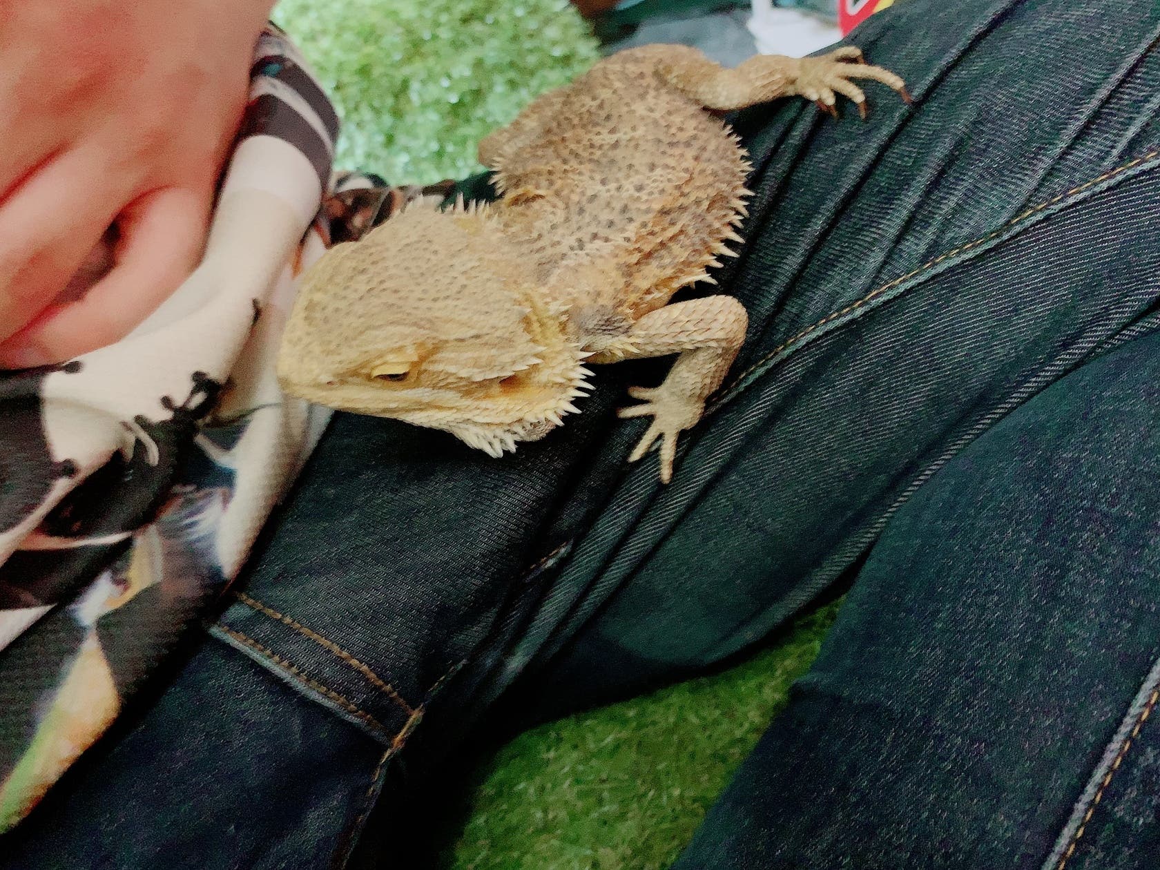 【ふれあい体験】フトアゴトカゲ ※要予約の画像3