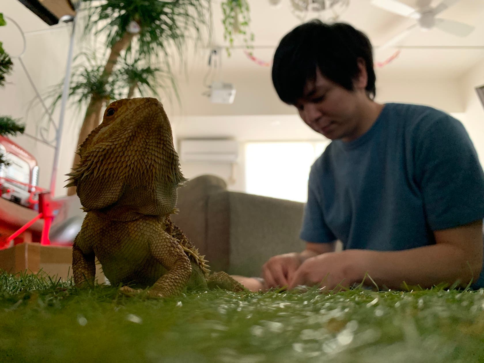 【ふれあい体験】フトアゴトカゲ ※要予約の画像2