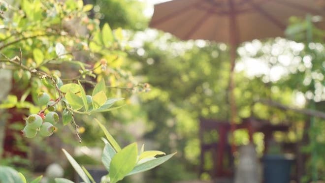イギリス古民家造りのカフェ アンティークいっぱいの店内 季節の草花が咲いている庭 の写真16