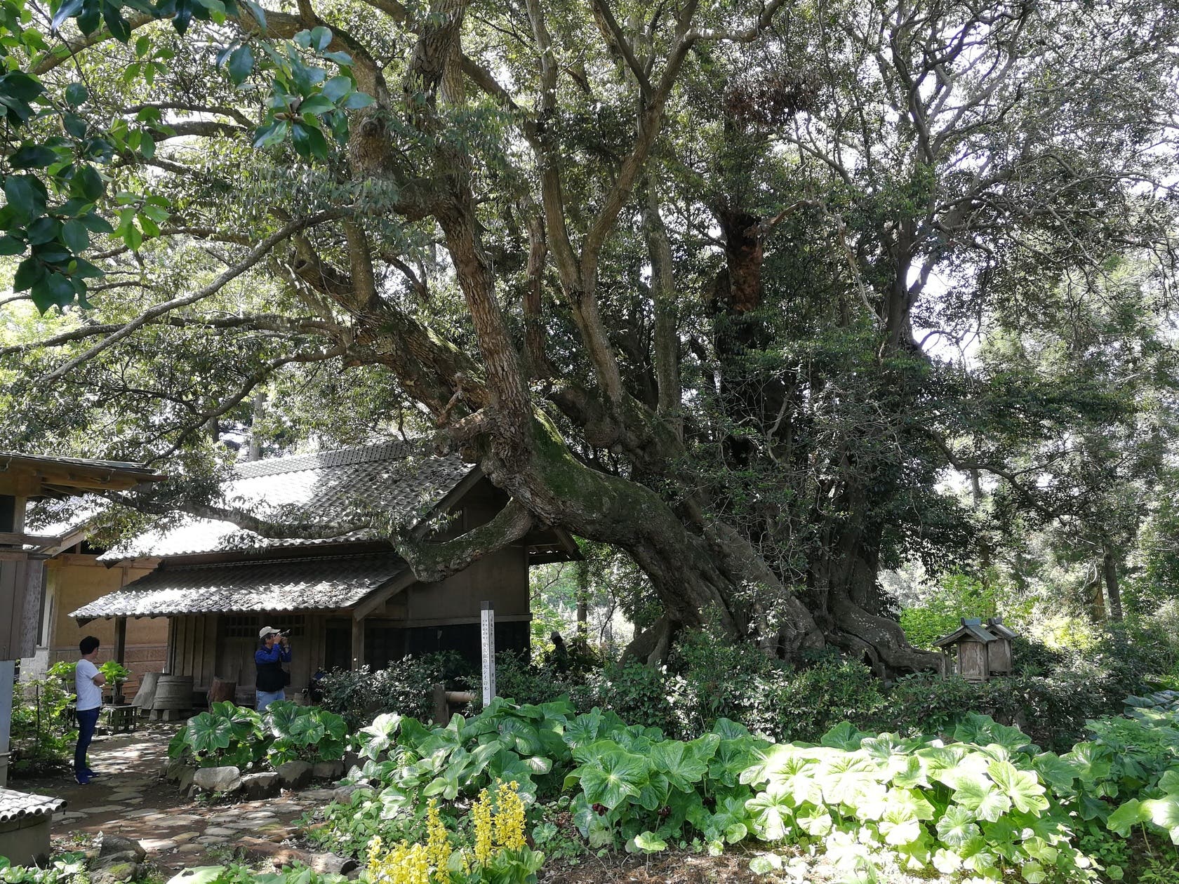 【ひらやま治兵衛】築135年古民家を貸切で動画／コスプレ撮影会などに‼ 打掛レンタル無料の写真25