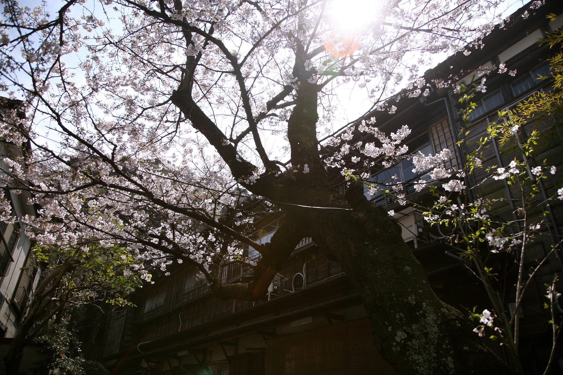 【葉山】老舗日本料理店／登録有形文化財／日本庭園　雑誌やドラマの撮影はいかがですか？の写真10