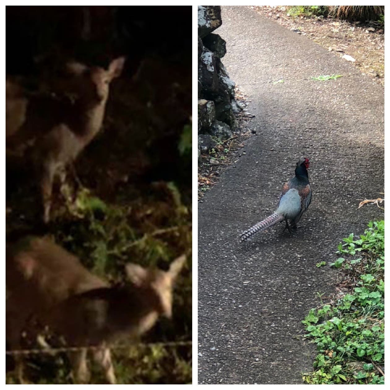 [古民家＆貸切河原・竹林・滝]　ドラマ・映画・MV撮影に人気!!無料駐車場２台の写真10