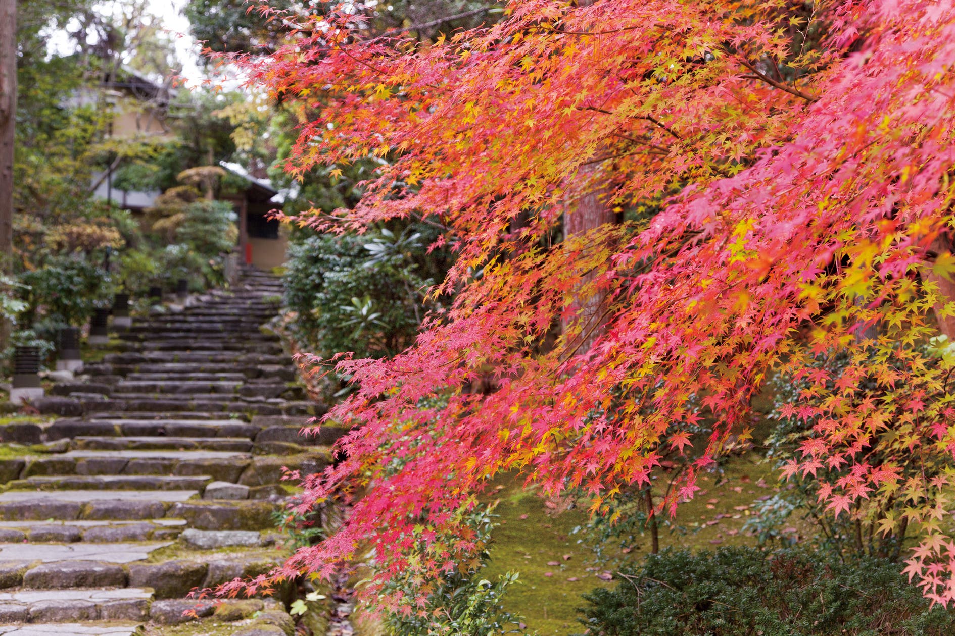 【奈良百楽荘・さつき】日本庭園のある料亭の離れ　撮影会におすすめ！の写真28