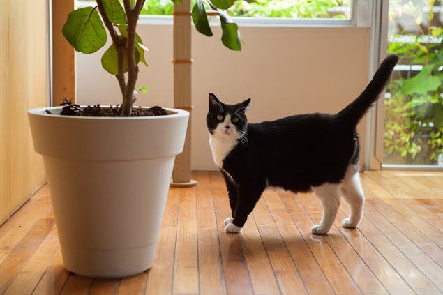 【駅徒歩5分、撮影・収録に】窓からの木漏れ日、大きな本棚が好評。フローリング、大きな窓は開放感があり、風通し抜群。の写真10