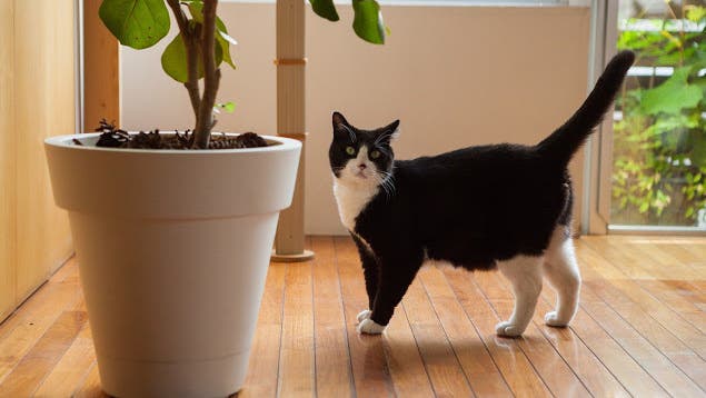 【駅徒歩5分、撮影・収録に】窓からの木漏れ日、大きな本棚が好評。フローリング、大きな窓は開放感があり、風通し抜群。の写真10