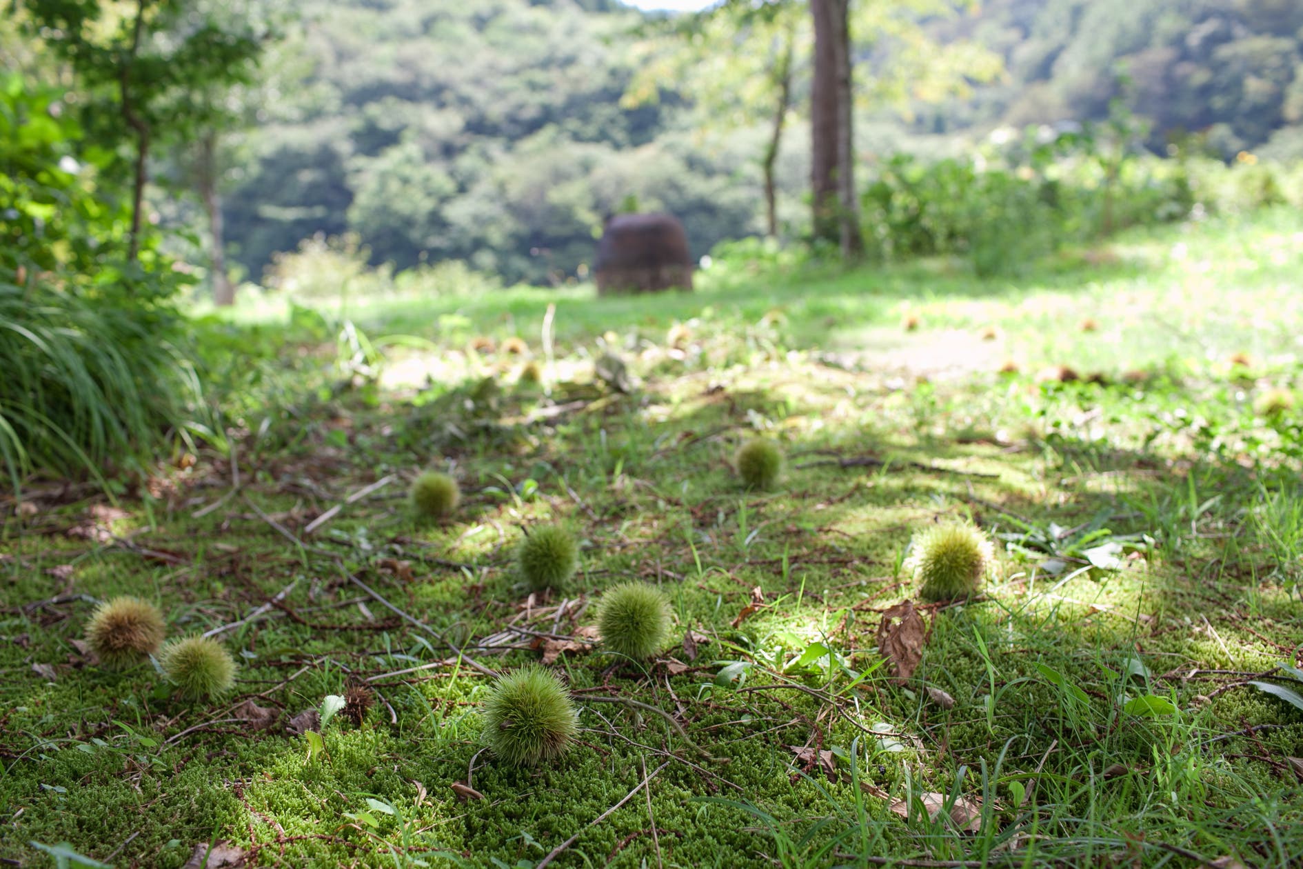 kaso空間　上山ログハウス　神秘的なダム湖を望む、プライベートスペース！イベントやCM・映画等の撮影にピッタリ！！の写真19