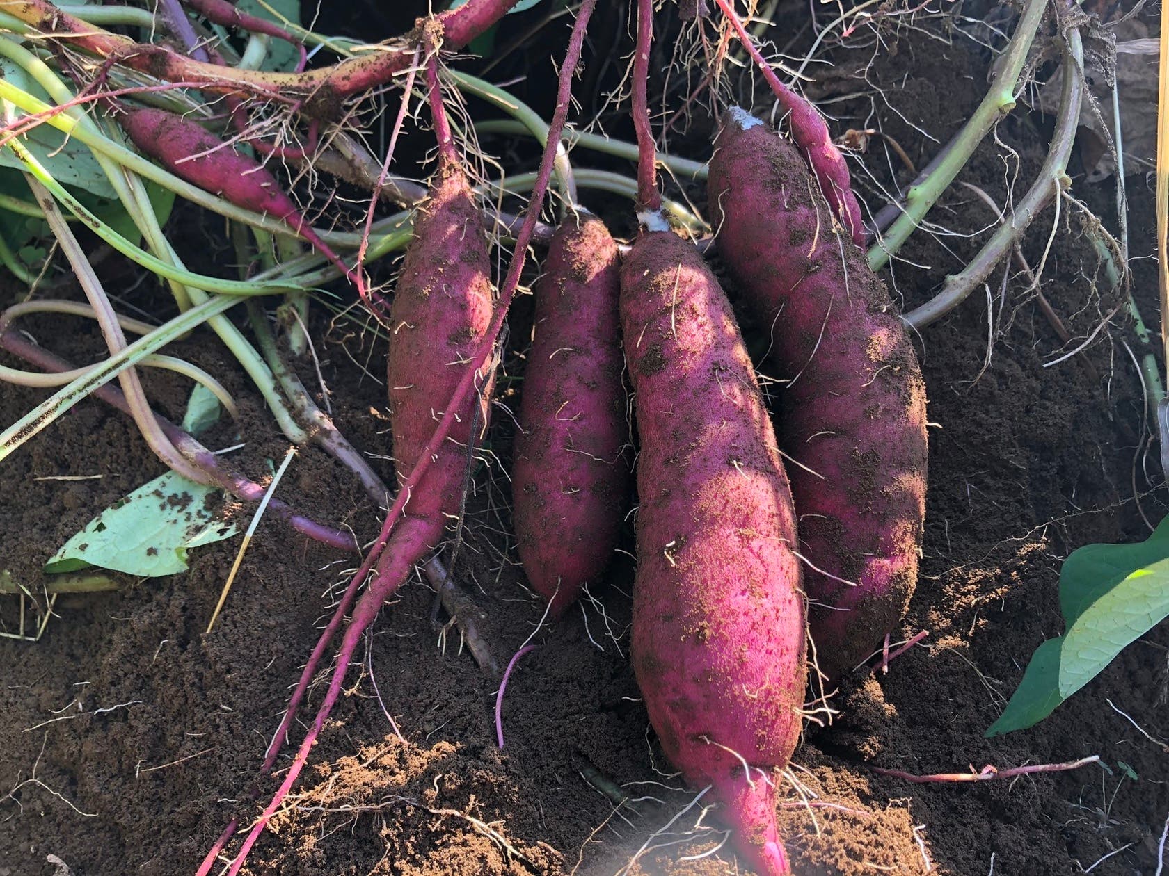 【都内から一時間】茨城県古河市の古民家。広い敷地に竹林、サツマイモ畑、蔵、母屋、離れの写真24