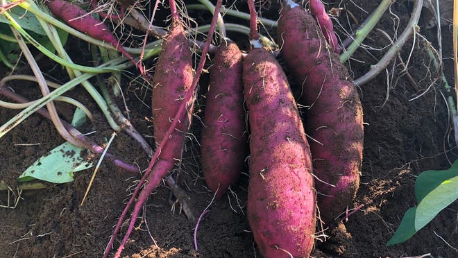 【都内から一時間】茨城県古河市の古民家。広い敷地に竹林、サツマイモ畑、蔵、母屋、離れの写真24
