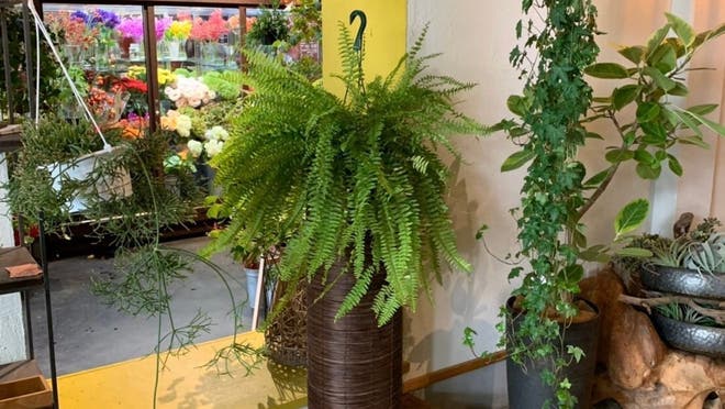 哲学の道近くの白川通りに面した、外装・内装共に異国情緒溢れるフラワーショップ「MATAHARI」のレンタルスペース!の写真7