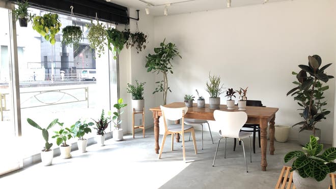 植物と古材のカウンターを基調としたお洒落な空間。スタジオ、女子会、ママ会、撮影などにの写真1