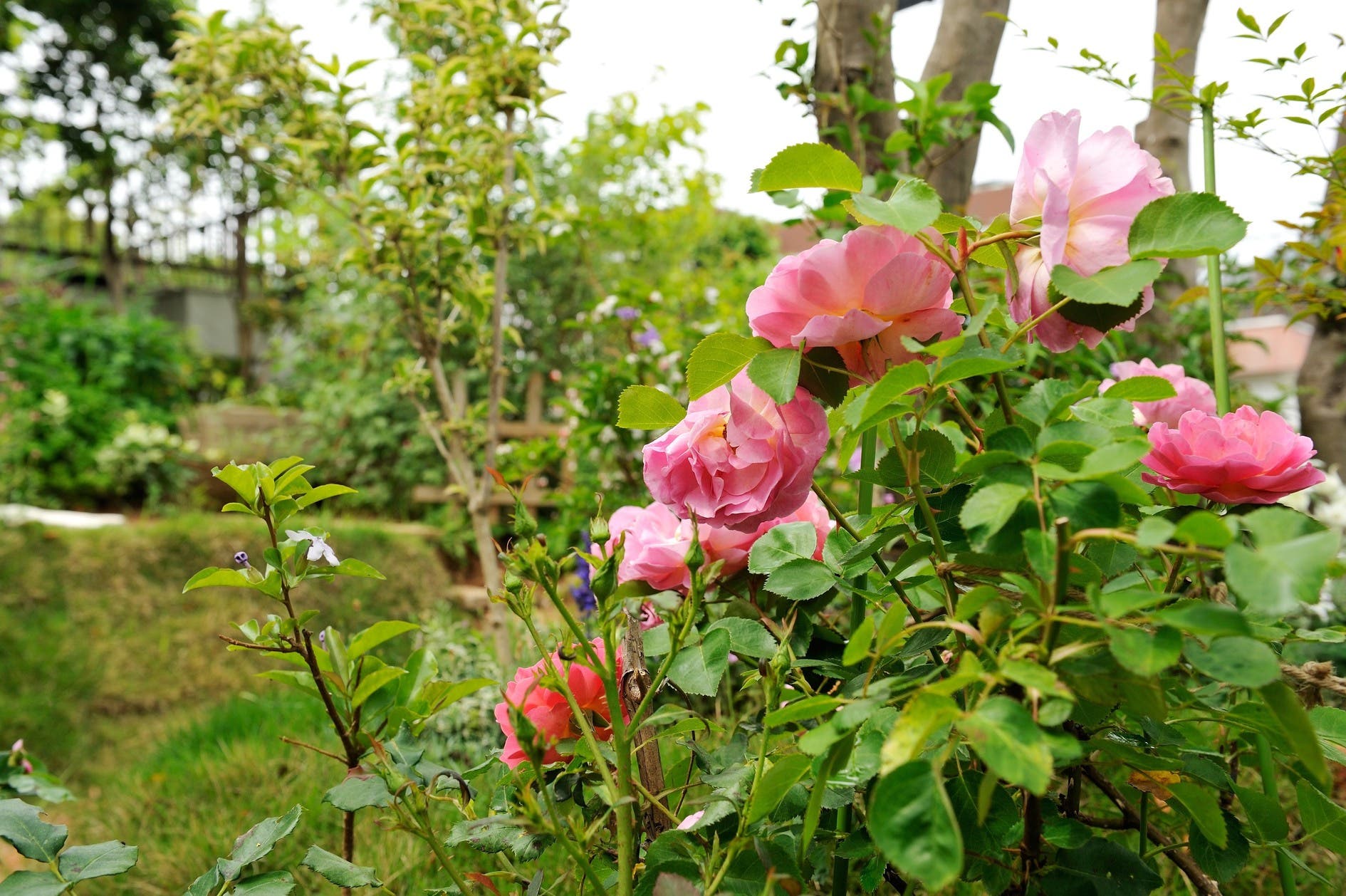 【200坪のガーデン】300種の草木が彩る秘密の庭｜山の上の元ペンションの広々空間を1棟丸ごと完全貸切｜の写真15