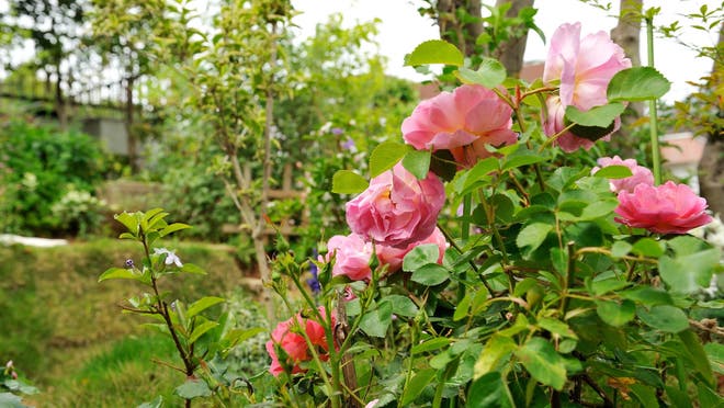 【200坪のガーデン】300種の草木が彩る秘密の庭|山の上の元ペンションの広々空間を1棟丸ごと完全貸切|の写真15