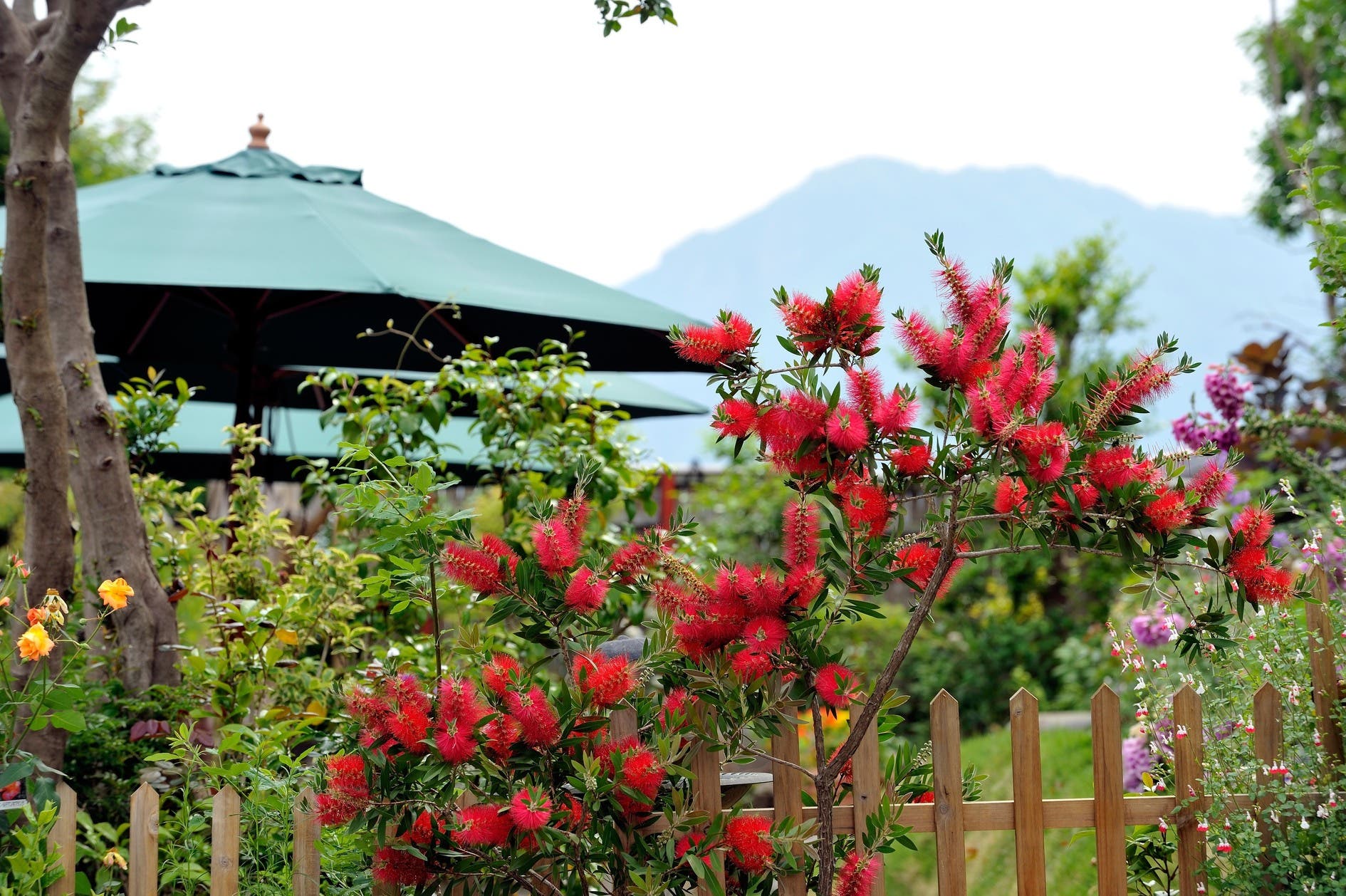 【200坪のガーデン】300種の草木が彩る秘密の庭｜山の上の元ペンションの広々空間を1棟丸ごと完全貸切｜の写真16