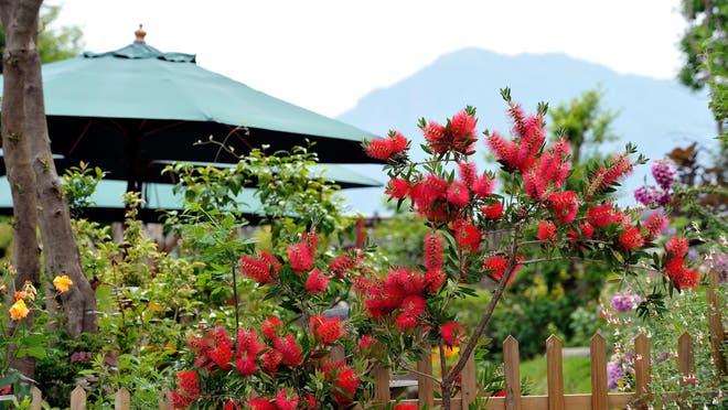 【200坪のガーデン】300種の草木が彩る秘密の庭|山の上の元ペンションの広々空間を1棟丸ごと完全貸切|の写真16