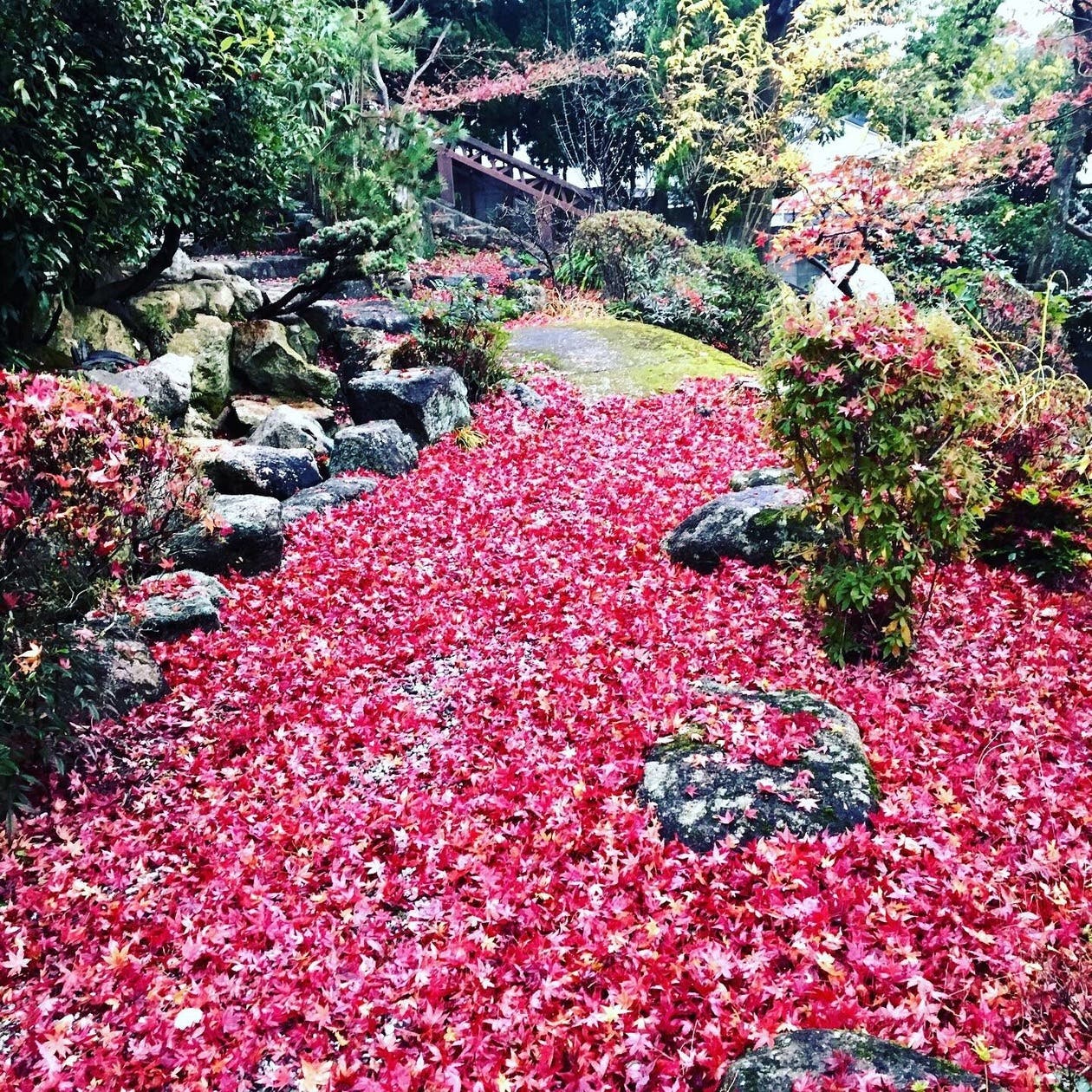 築100年以上！寺造りの日本家屋。成人式の前撮りや七五三の撮影、コスプレ撮影などに！の写真19