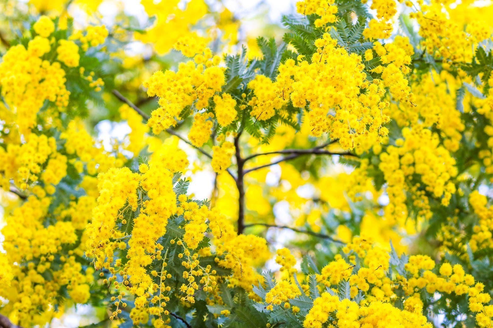 自然に囲まれたプライベートスペースです。優雅なひとときをお楽しみください。の写真17