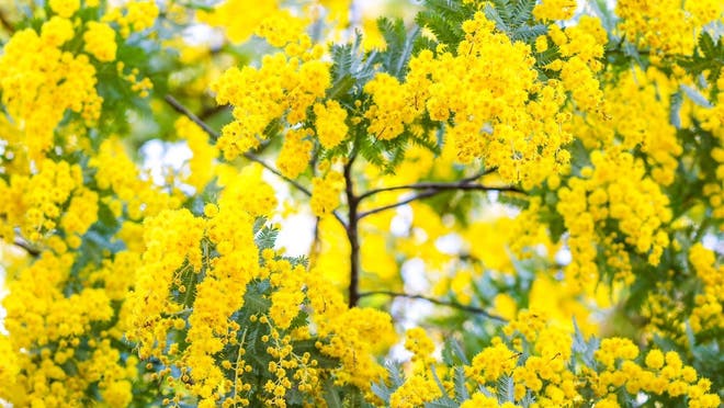 自然に囲まれたプライベートスペースです。優雅なひとときをお楽しみください。の写真17