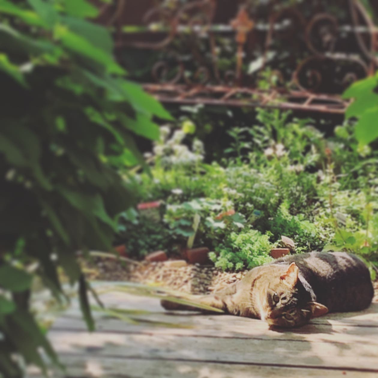 フレンチカントリー　ギャラリー&カフェスペース　スタジオ撮影の写真6