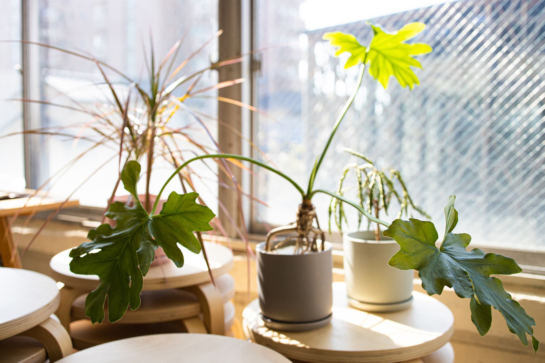 白を基調としたスタジオ〔自然光,天井高,ラフ白壁〕/スチール・動画・撮影会・セミナー・各種イベントの写真21