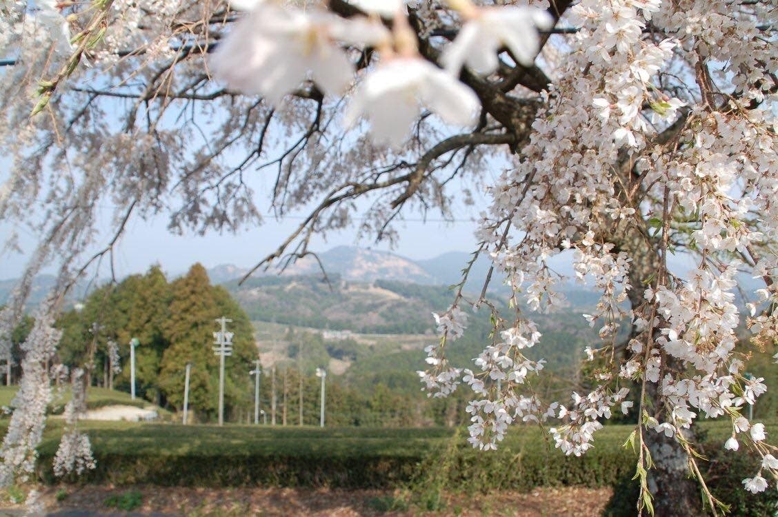 元お茶農家さん家の一棟貸し古民家宿＆脇屋wakiya　リモートワークにもおススメ！の写真11