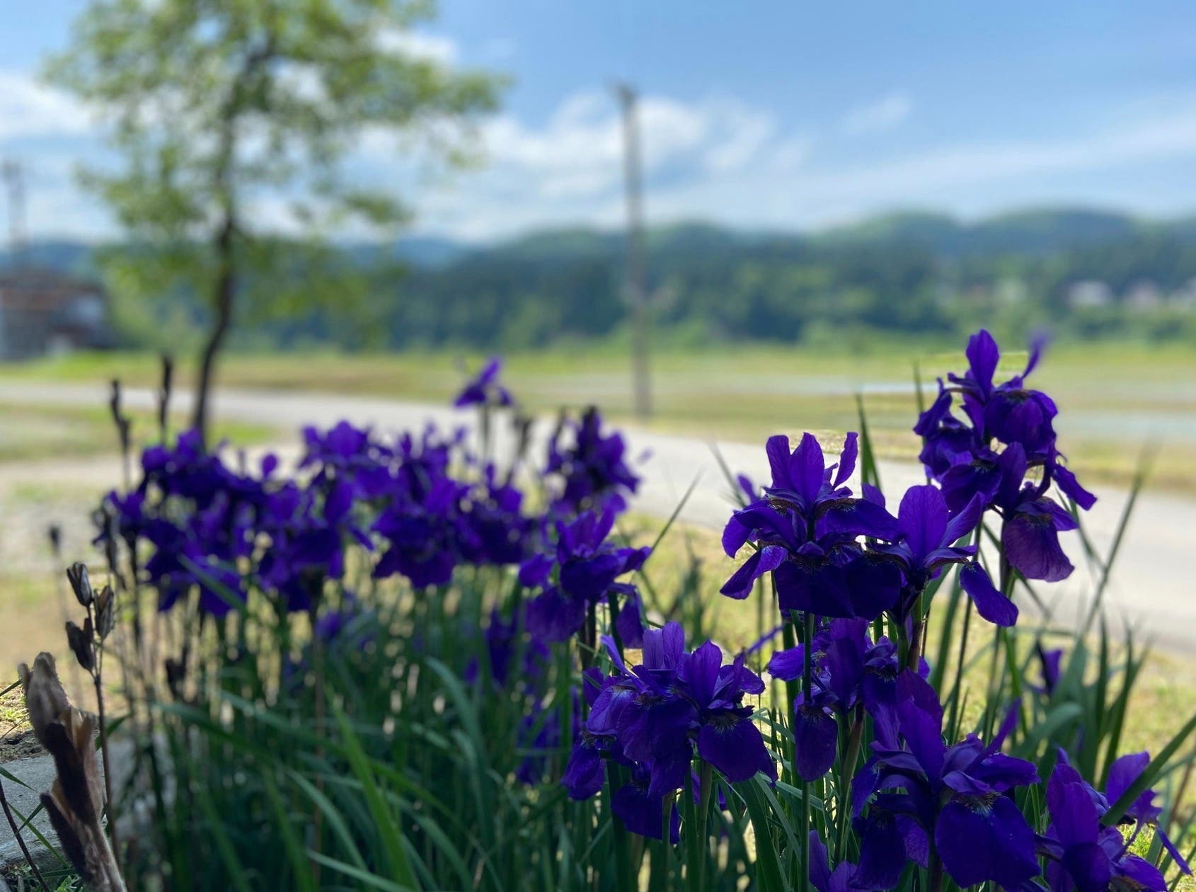 【KOMEHOME】囲炉裏のある古民家　畑や田んぼもに囲まれてBBQ　ワーケーションやリモートワークも利用もOKの写真25