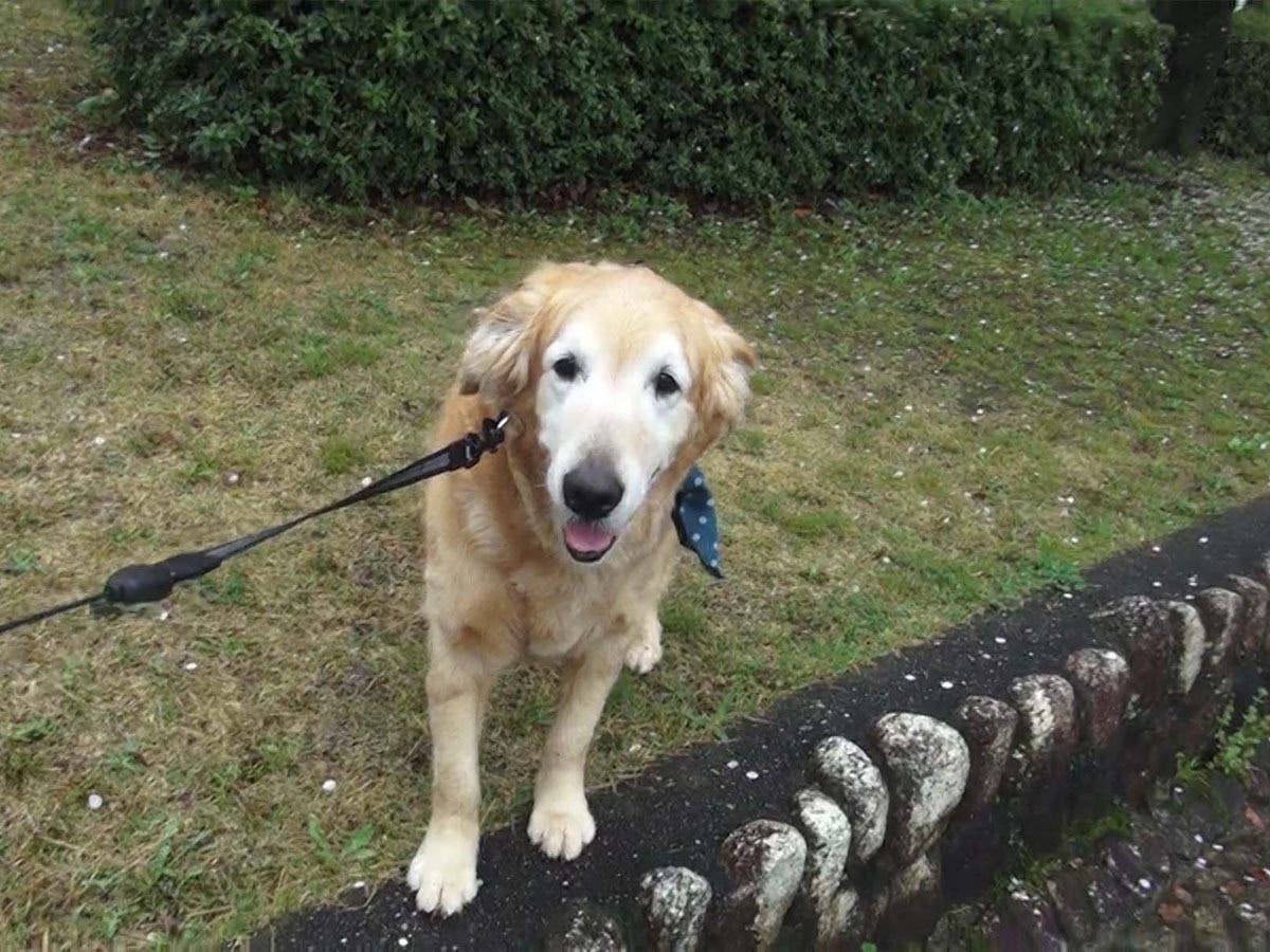 一戸建てまるまる貸し切り日帰りBBQお楽しみプラン　ペットもＯＫ！の写真24