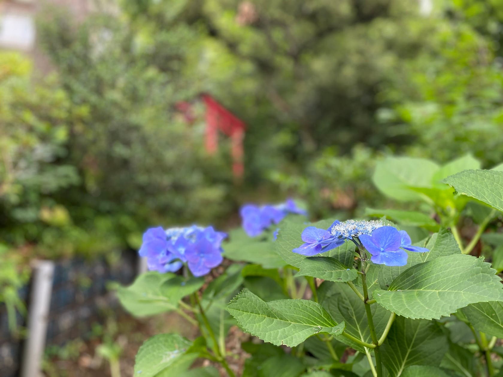 【明治初期築の茅葺き古民家】【動画配信OK】【CM/収録撮影OK】【コスプレ・ポートレイト撮影OK】【１棟丸貸し】の写真26