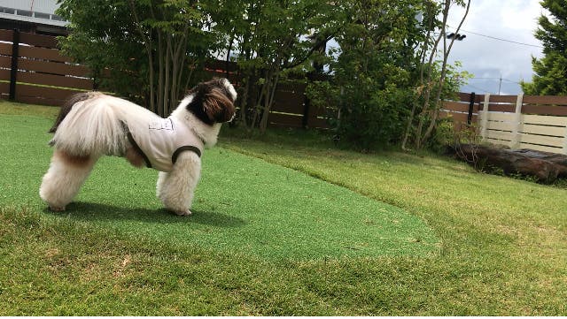 ワンちゃんと一緒にご利用出来ます!例えば、オフ会、ワンちゃんの誕生日会、女子会、撮影会などなどの写真3