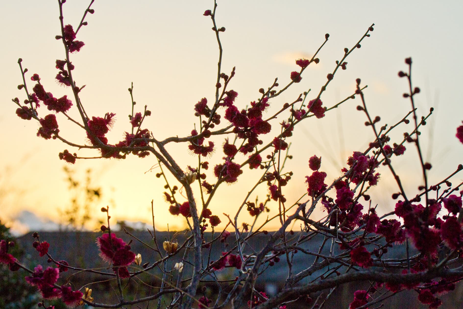 メディアで取り上げられている古民家カフェを特別開放。撮影/BBQ/会議に最適！！コスプレご利用多数・お子様連れBBQも安心の写真7