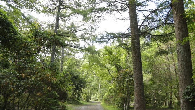 【山中湖フォレスオ】森林オートキャンプ 森林浴を楽しみながらキャンプができます。の写真3