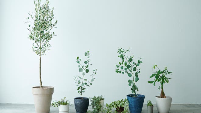 優しい自然光と白壁で撮影できる小さいフォトスタジオの写真11