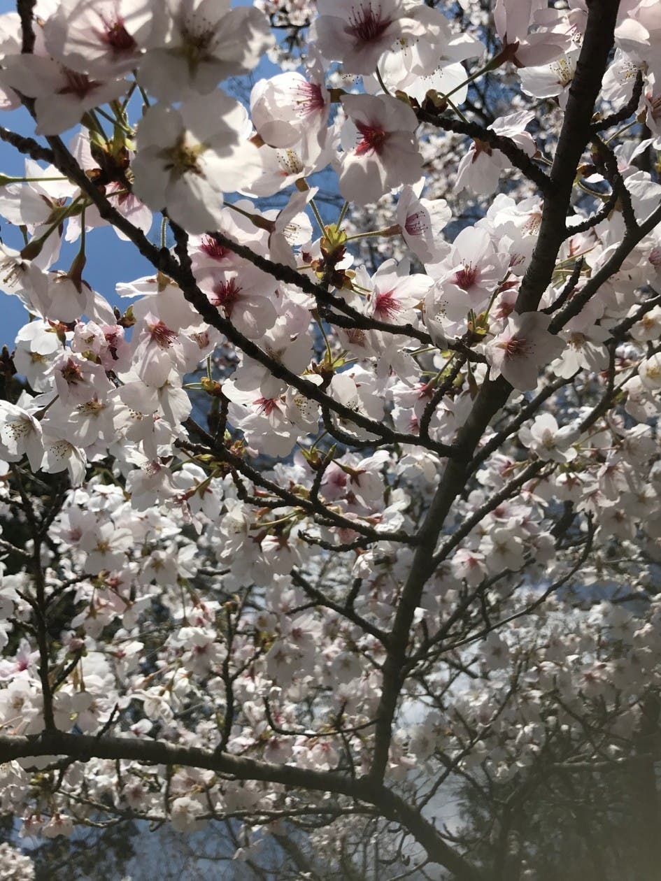 薪ストーブのある小さなおうち／神戸三宮から車20分【広々お庭でBBQ！】【冬も流しそうめん🎋】の写真15