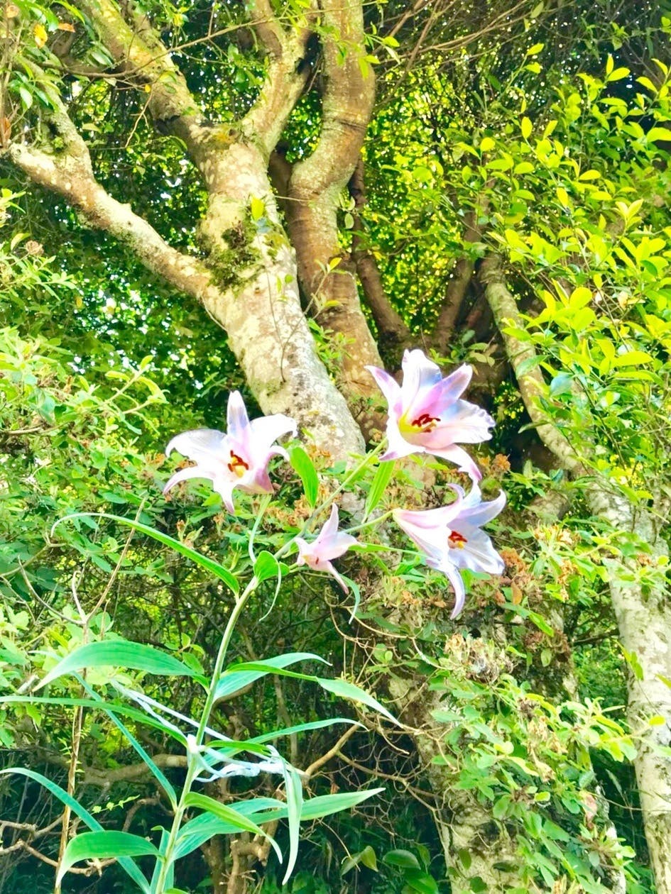 薪ストーブのある小さなおうち／神戸三宮から車20分【広々お庭でBBQ！】【冬も流しそうめん🎋】の写真23