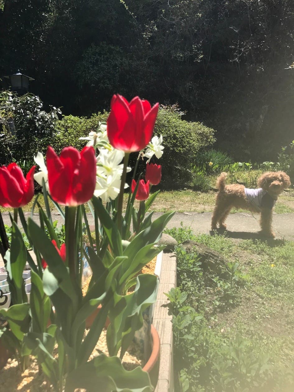 薪ストーブのある小さなおうち／神戸三宮から車20分【広々お庭でBBQ！】【冬も流しそうめん🎋】の写真21